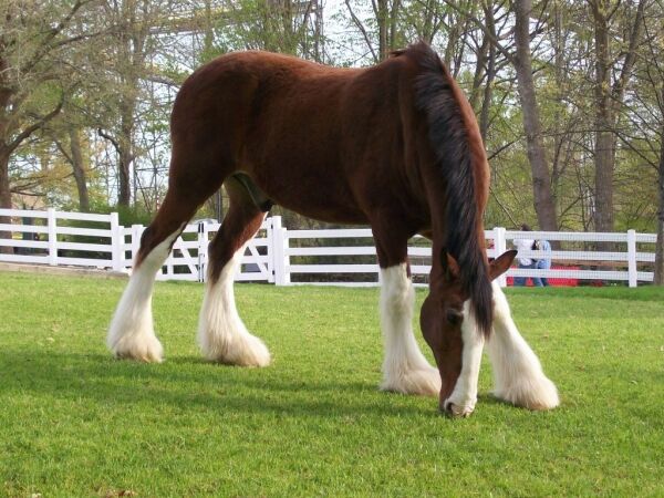 Elevate Your Ride With These 6 Tall Horse Breeds - Horse Rookie