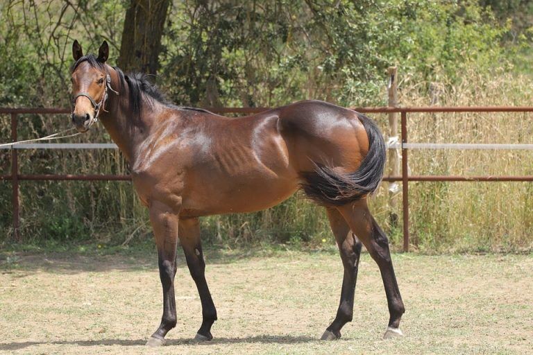 Elevate Your Ride With These 6 Tall Horse Breeds - Horse Rookie