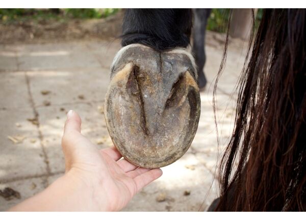 If the Shoes Fit: Why (Good) Horseshoes Don’t Hurt Horses - Horse Rookie