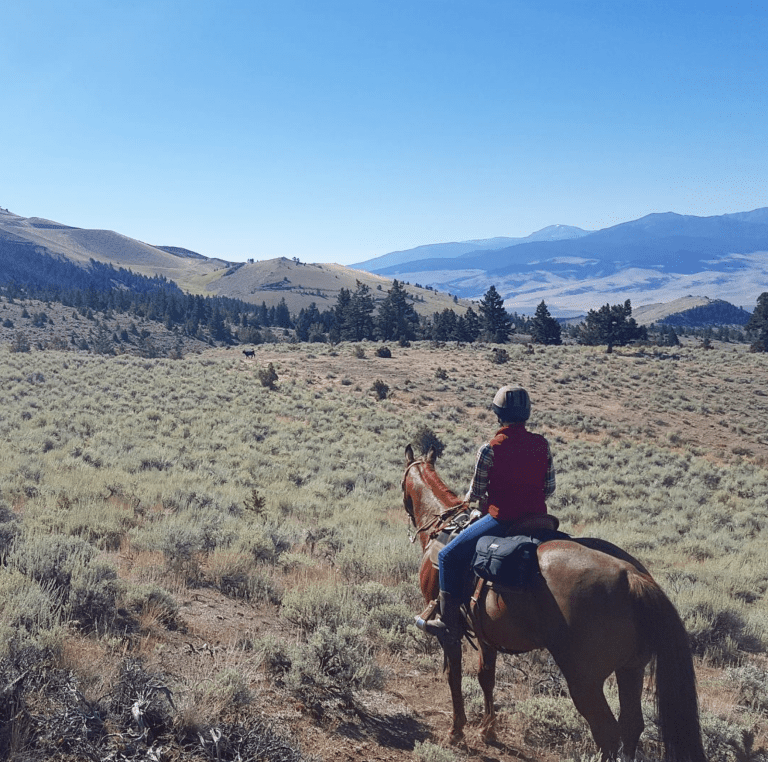 6 Best Horse Riding Back Braces, Protectors & Posture Correctors ...