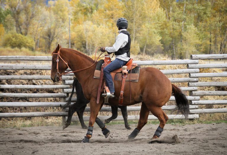 Say Yes to the Horse: 11 Best Breeds for First Time Horse Owners ...