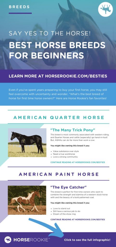 Say Yes to the Horse: 11 Best Breeds for First Time Horse Owners ...