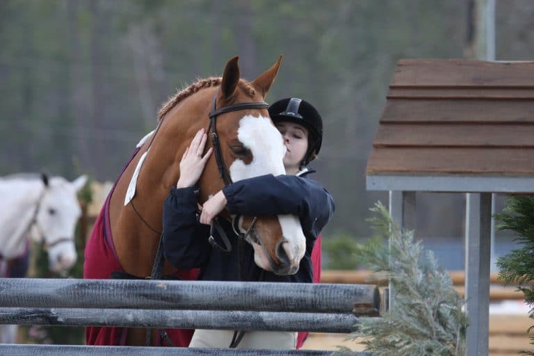 Say Yes to the Horse: 11 Best Breeds for First Time Horse Owners ...