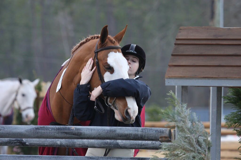 Say Yes to the Horse: 11 Best Breeds for First Time Horse Owners ...