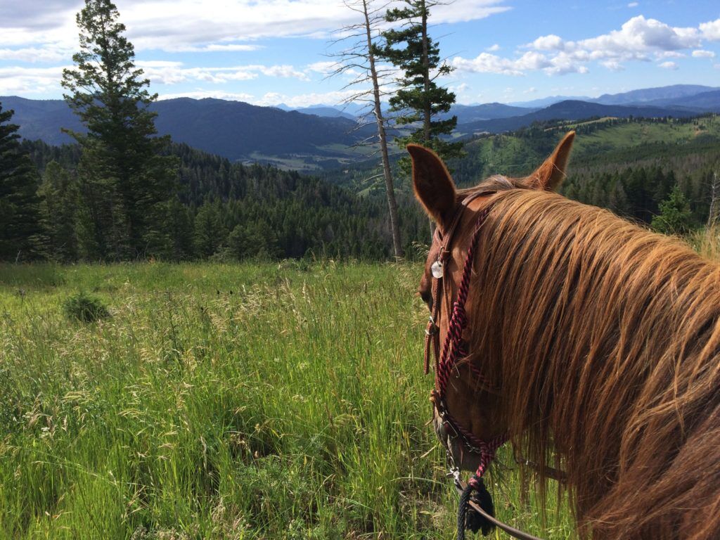 Happy Trails Gear Guide: What to Wear Horseback Trail Riding - Horse Rookie
