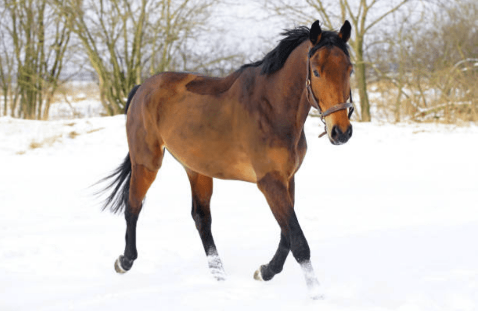 Rookie Rundown: 7 Best Horse Clippers for Body Clipping - Horse Rookie