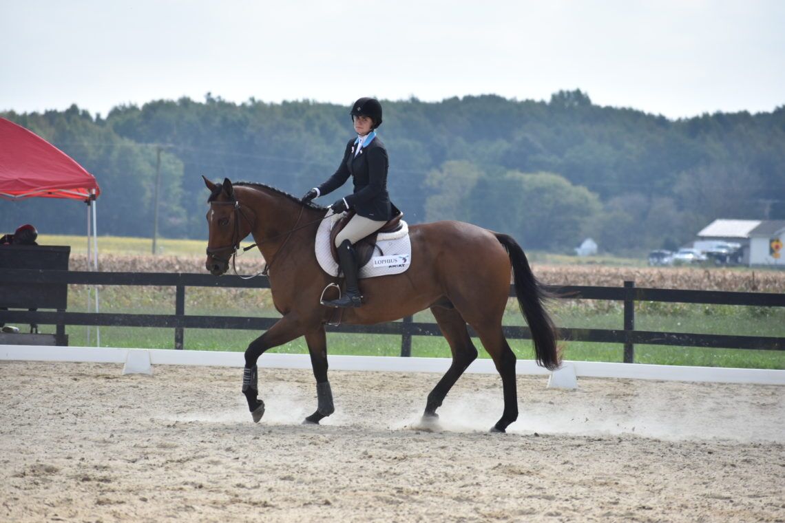 You’re Hired! How to Be a Star Working Student Equestrian - Horse Rookie