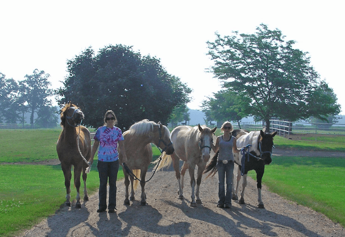 Horse Riding for Older Adults: Why It’s Never Too Late - Horse Rookie