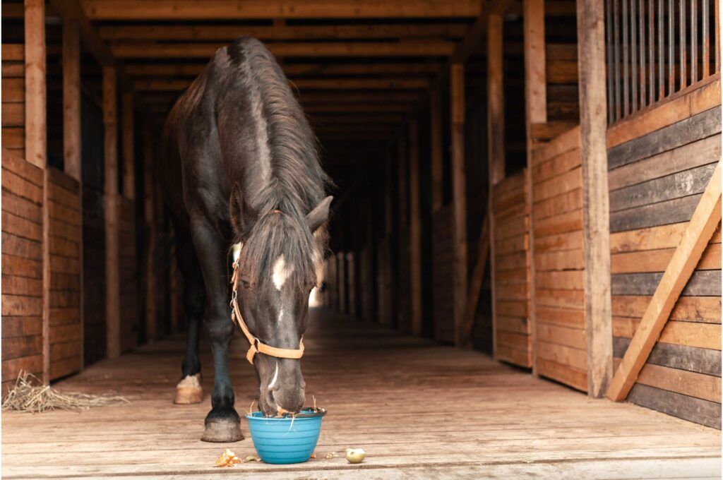 Food or Foe: What Do Horses Eat (And Why) - Horse Rookie