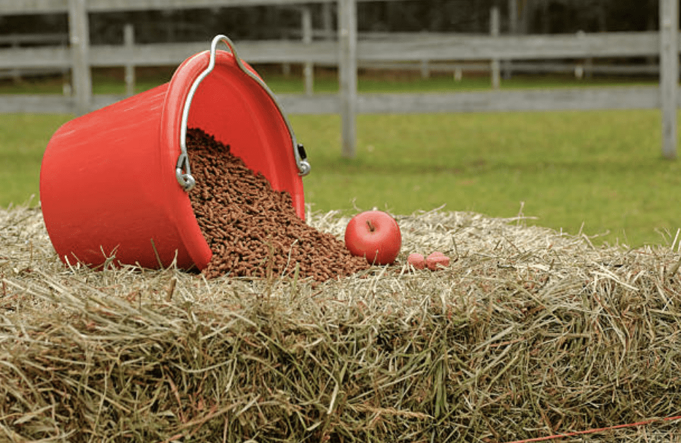 Food or Foe: What Do Horses Eat (And Why) - Horse Rookie