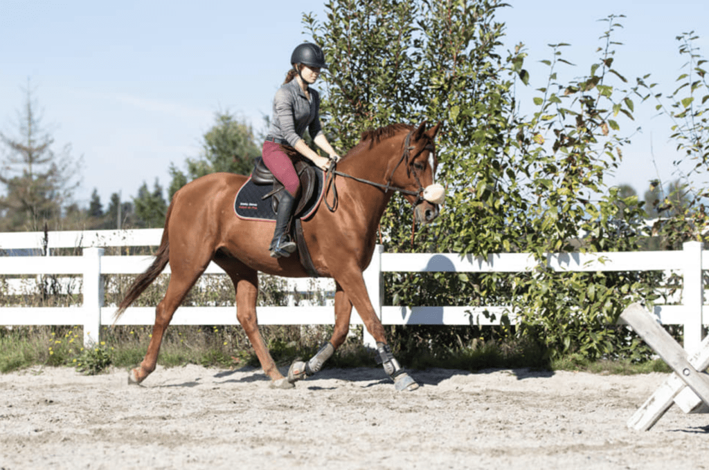 (Bit)Less is More: Bitless Horseback Riding for Beginners - Horse Rookie