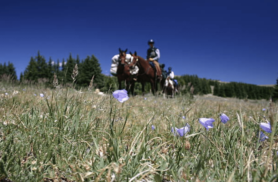 Gallamping 101: The Ultimate Camping with Horses Checklist - Horse Rookie