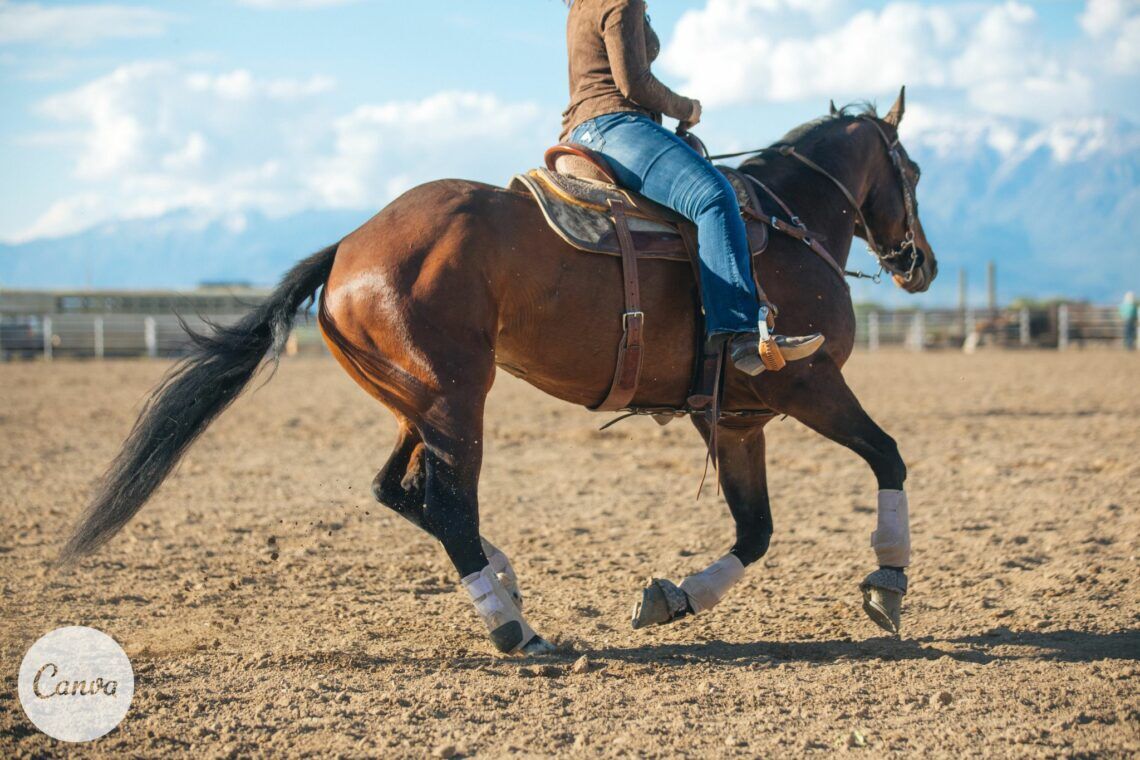 16 Common Types of Horse Bits (A Helpful Illustrated Guide) - Horse Rookie