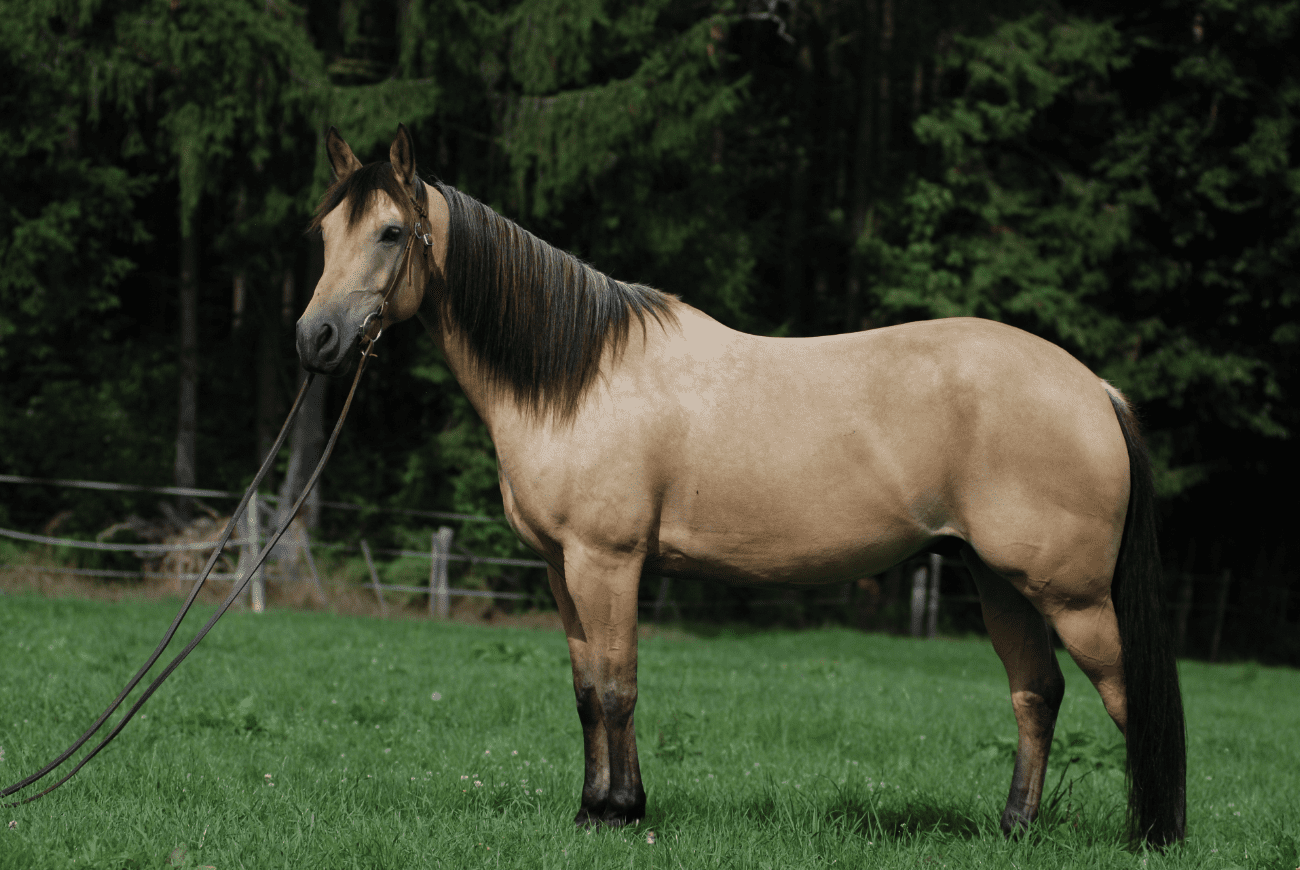 Friendly & Fun: 4 Best Horse Breeds for Beginners - Horse Rookie