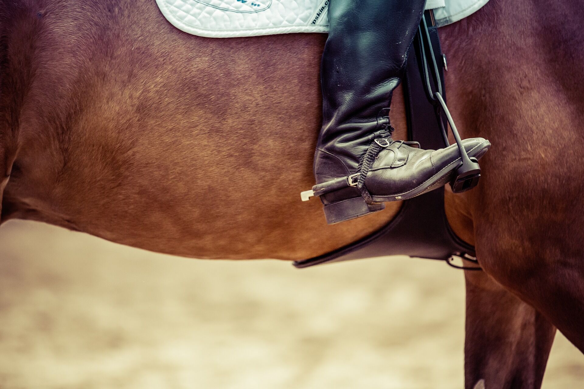 You’re Hired! How to Be a Star Working Student Equestrian - Horse Rookie