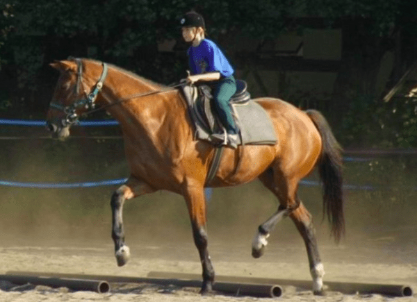 Horse Jumping Tips Beginners Can Put Into Practice Today - Horse Rookie