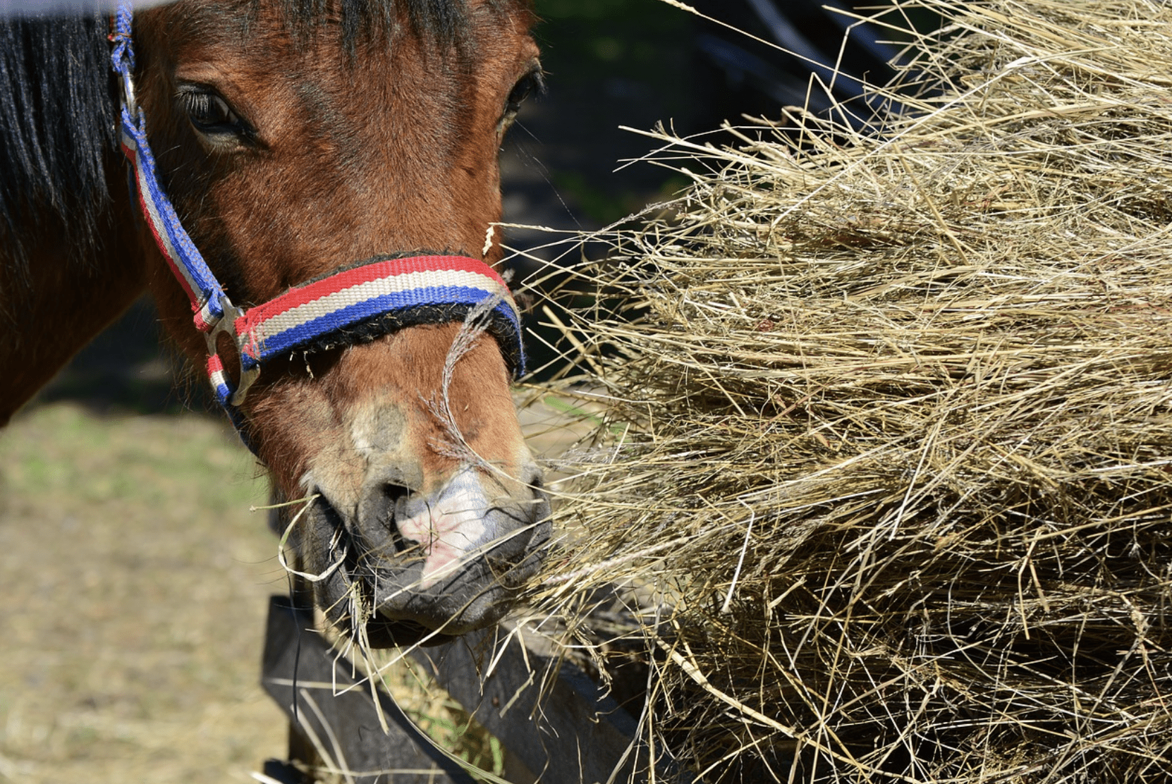 How Much Horses Cost & How You Can Actually Afford One - Horse Rookie