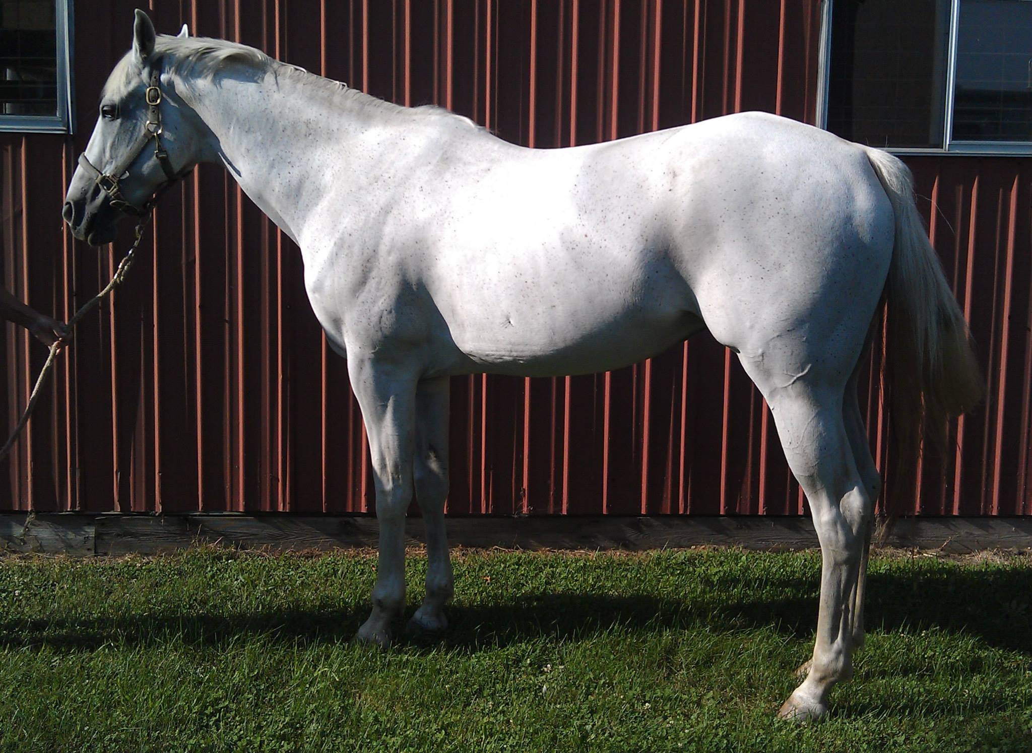 Horse Lifespan 101 (Life Stages, Teeth, Senior Horse Care) - Horse Rookie