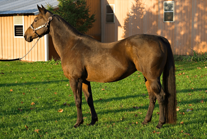 Horse Lifespan 101 (Life Stages, Teeth, Senior Horse Care) - Horse Rookie