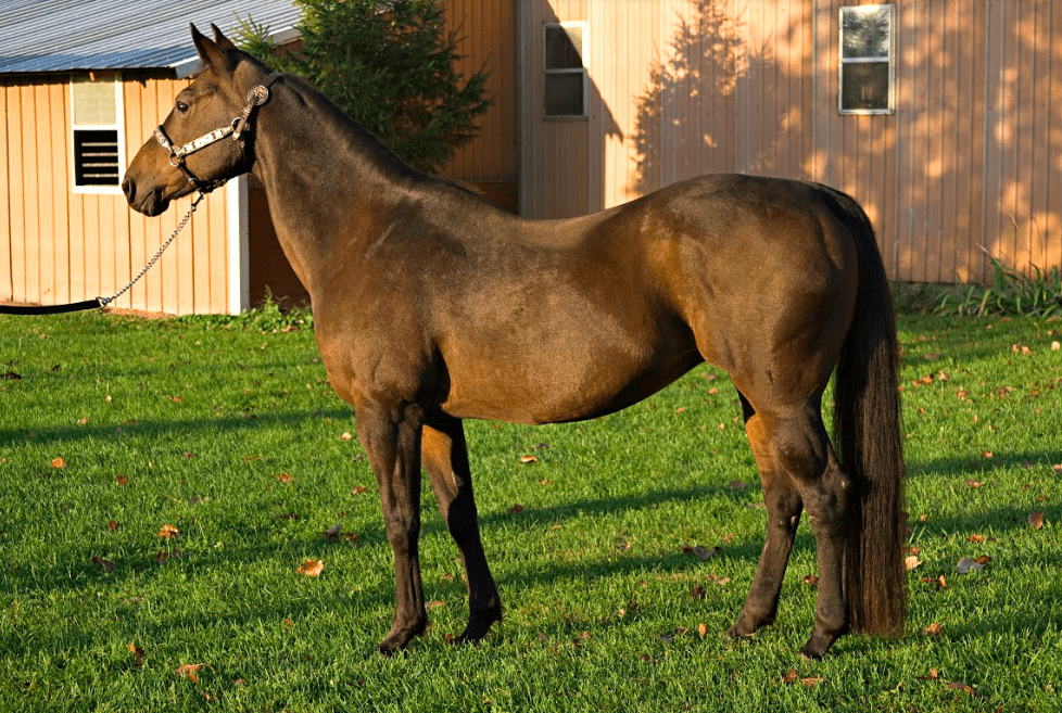 Horse Lifespan 101 (Life Stages, Teeth, Senior Horse Care) - Horse Rookie