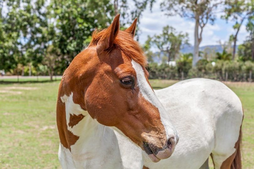 Friendly & Fun: 4 Best Horse Breeds for Beginners - Horse Rookie