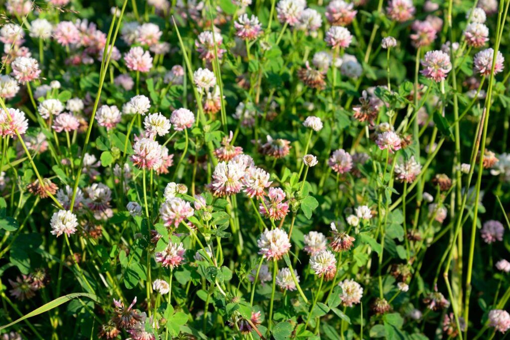 Horse Hay FAQs: List of Types of Hay, What Hay is Best, etc. - Horse Rookie