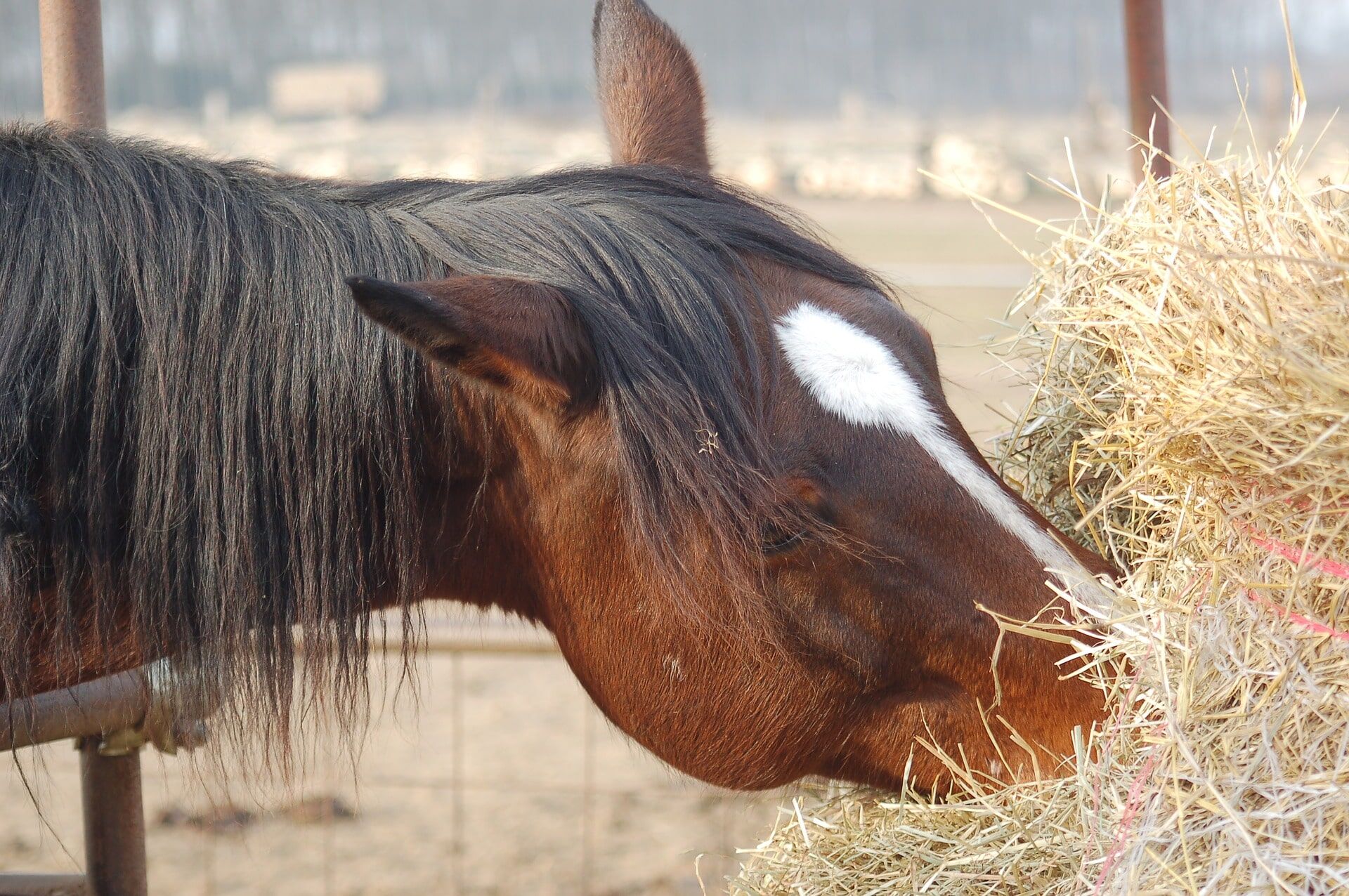 Horse Hay FAQs: List of Types of Hay, What Hay is Best, etc. - Horse Rookie