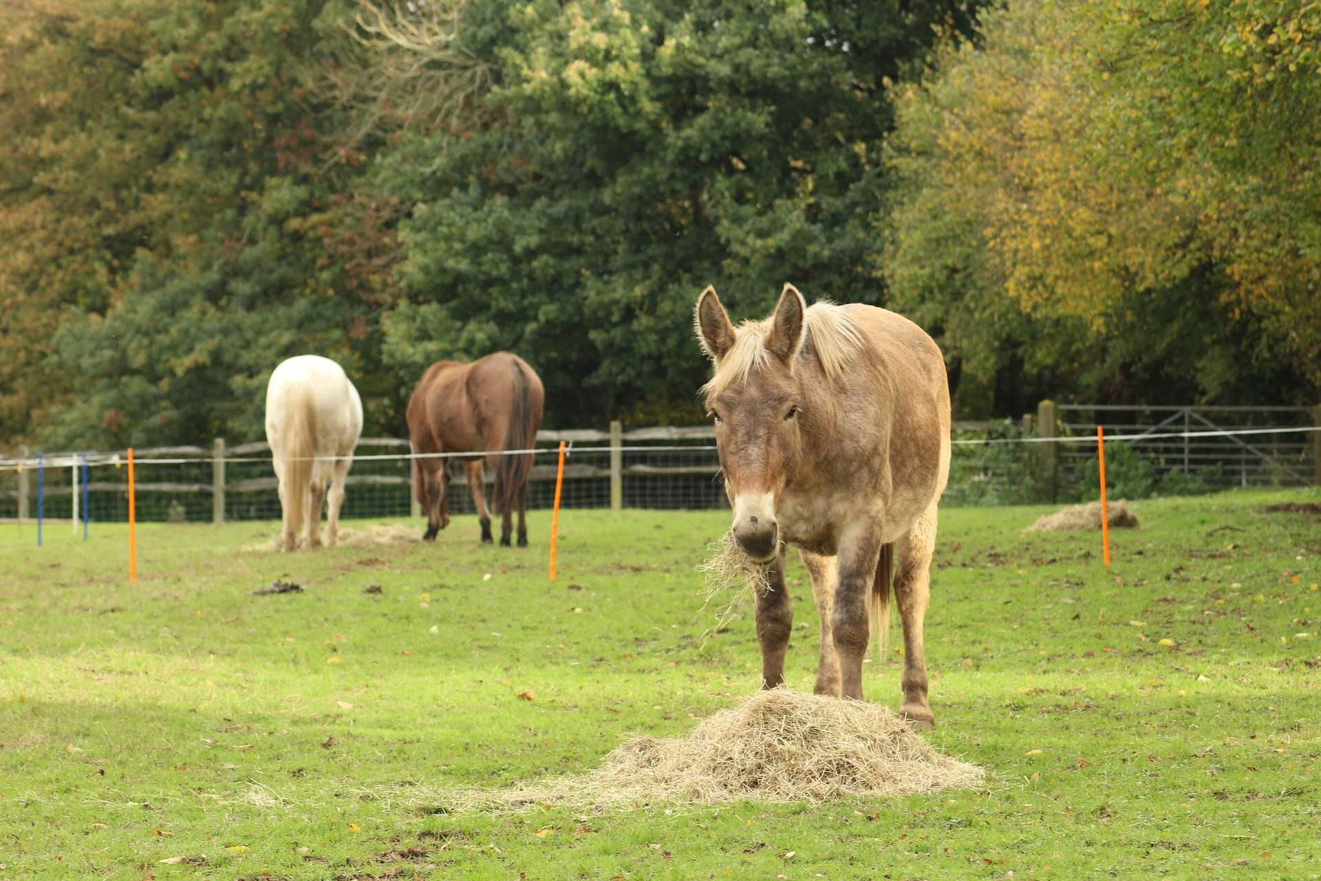 Horse Hay FAQs: List of Types of Hay, What Hay is Best, etc. - Horse Rookie