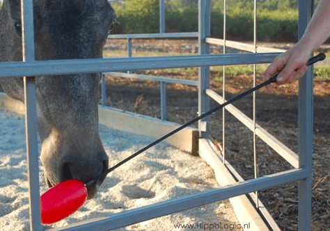 6 Easy Clicker Training Exercises for Horses (With Pictures) - Horse Rookie