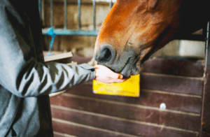 6 Easy Clicker Training Exercises for Horses (With Pictures) - Horse Rookie