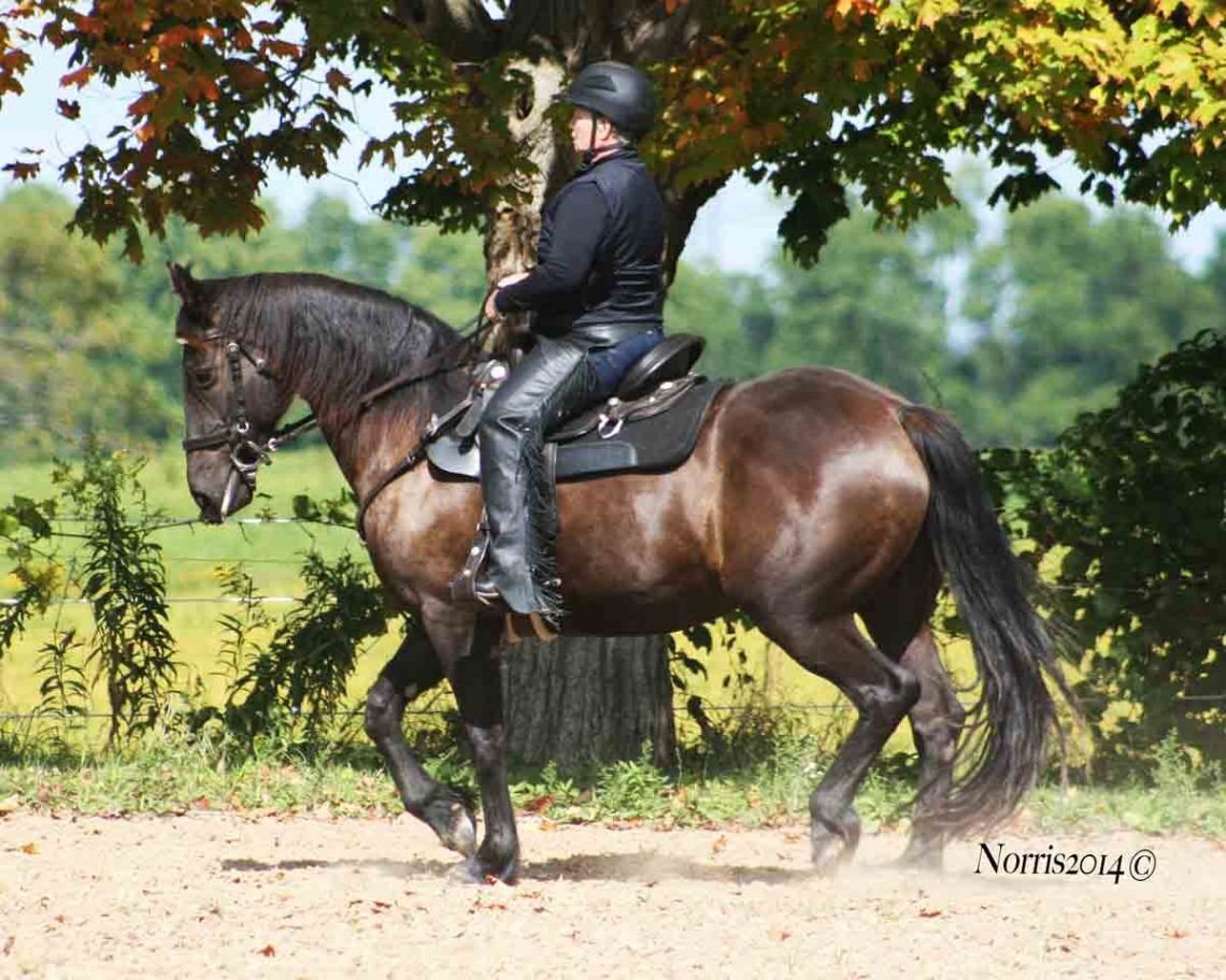 20 Different Types of Western Riding (With Video Examples) - Horse Rookie
