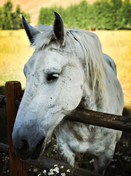 Myth Busters: Do Horses Actually Like Being Ridden? - Horse Rookie
