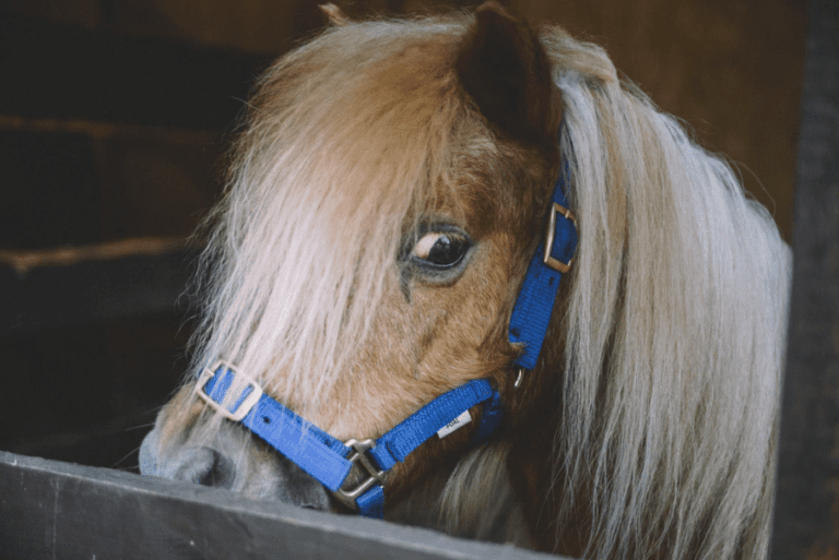 Can horses sense fear and anxiety? - Horse Rookie