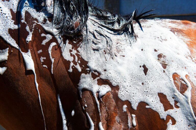 Expert Tips on How to Create the 3 Easiest Mane Braids - Horse Rookie