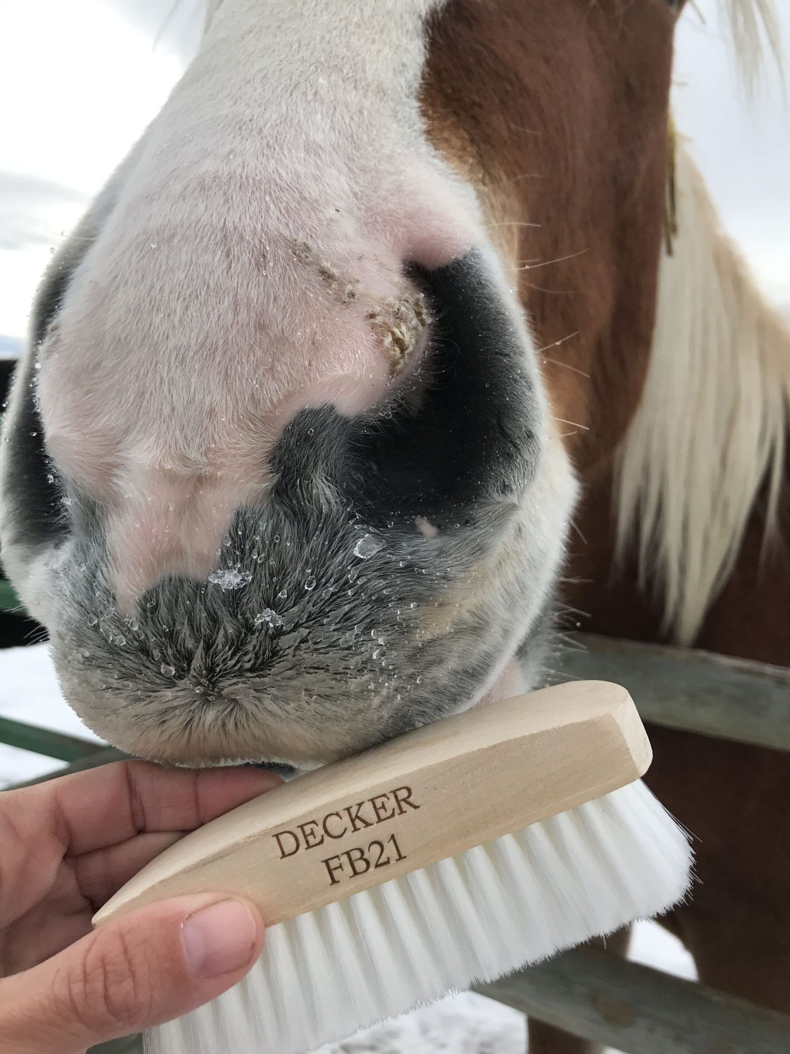 SaddleBox Unpacked: Horse Subscription Box Review + Pics - Horse Rookie