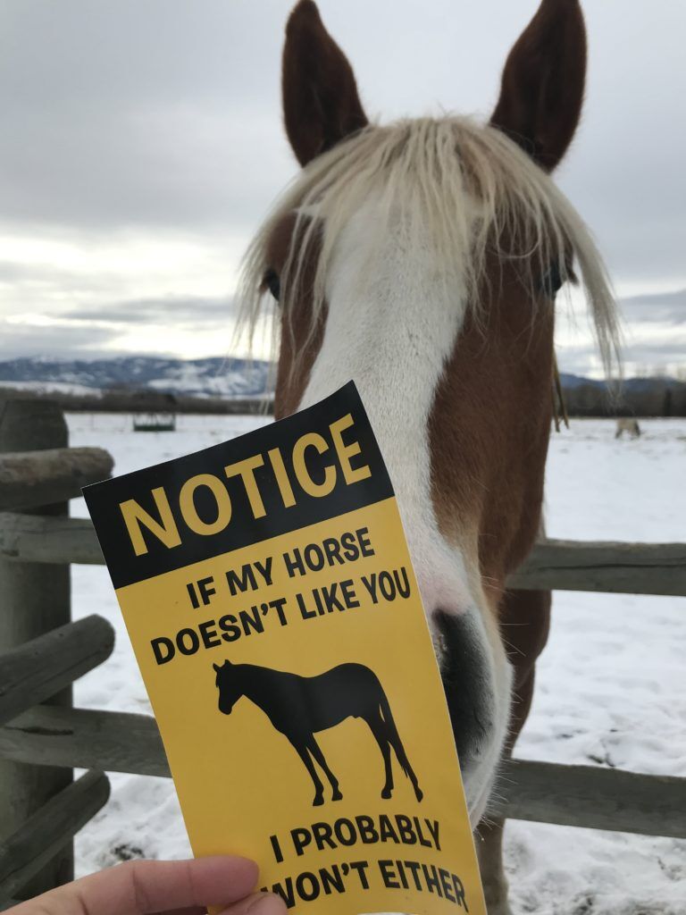 SaddleBox Unpacked: Horse Subscription Box Review + Pics - Horse Rookie