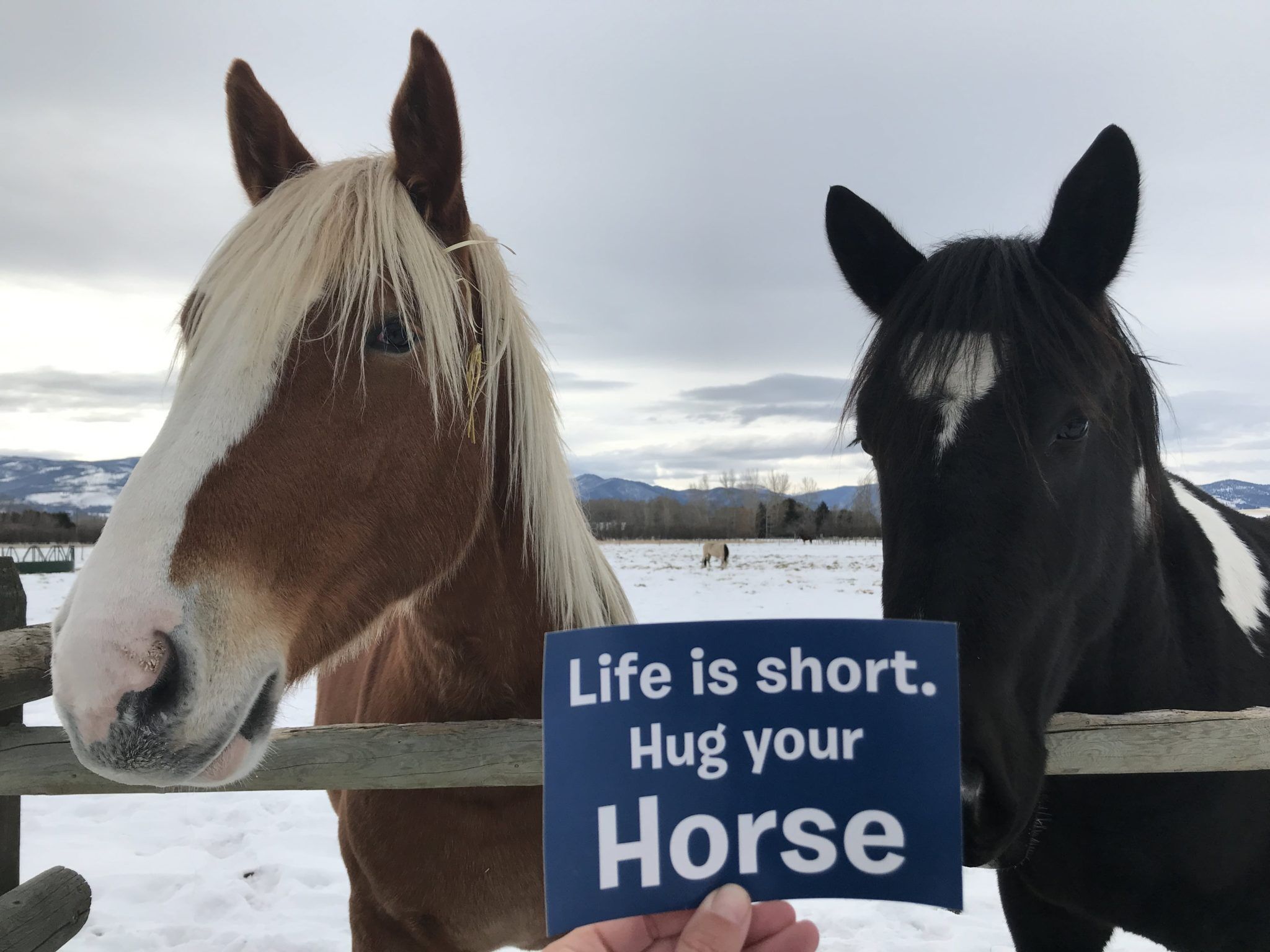 SaddleBox Unpacked: Horse Subscription Box Review + Pics - Horse Rookie
