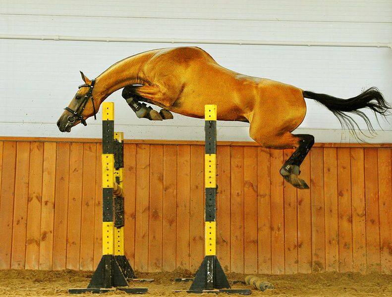 Can all horses really jump? (You'll be surprised!) - Horse Rookie