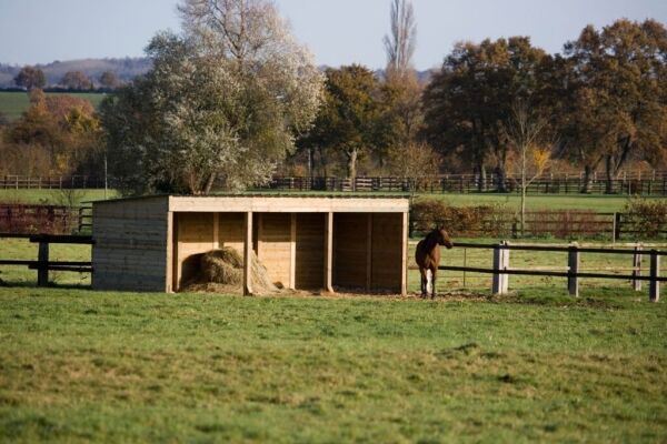 Equine Shelter 101: Do all horses need a stable? - Horse Rookie