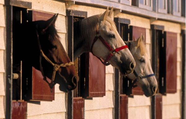 Equine Shelter 101: Do all horses need a stable? - Horse Rookie