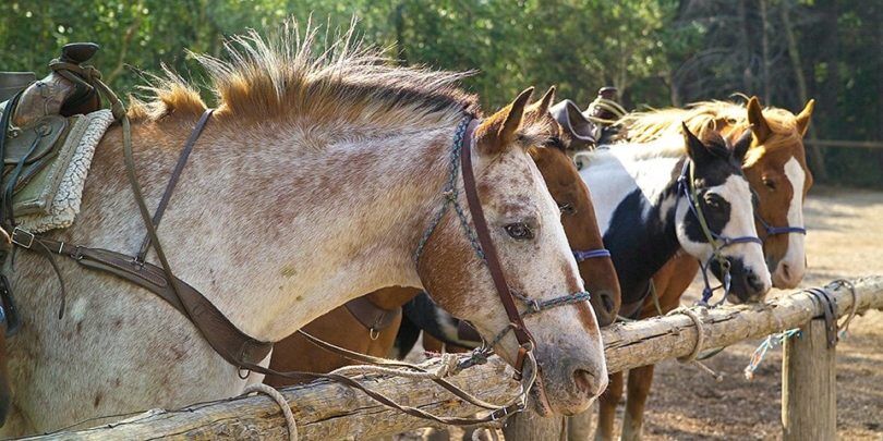 Horses & Hitching Posts: How to Tie Right Every Time - Horse Rookie