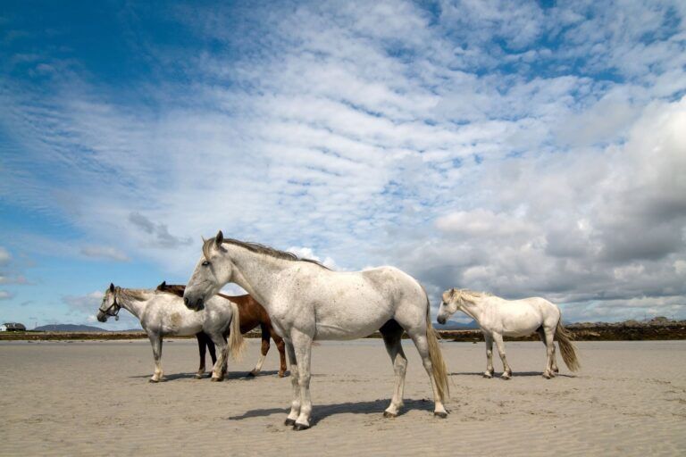 Heavyweight Champs: 5 Best Horses for Larger Riders - Horse Rookie