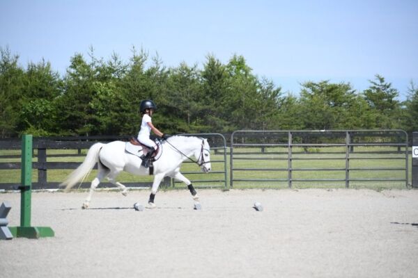 12 Pointers for Jumping Crossrails with Confidence - Horse Rookie