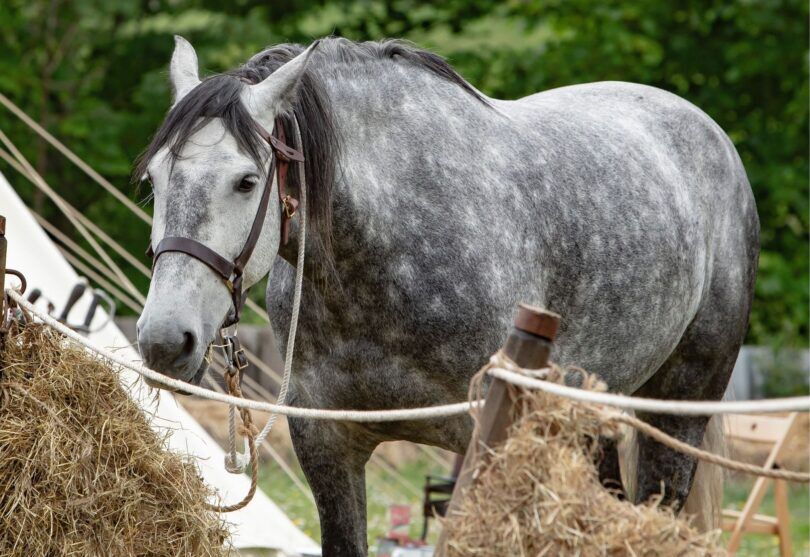 Heavyweight Champs: 5 Best Horses for Larger Riders - Horse Rookie