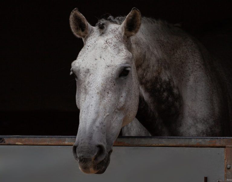 Heavyweight Champs: 5 Best Horses for Larger Riders - Horse Rookie