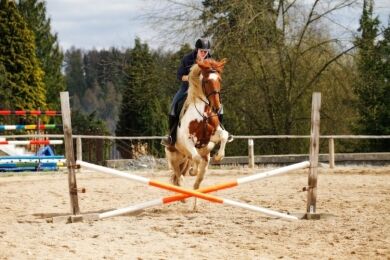horse jumping small