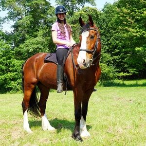 5 Rare Horse Breeds You've Probably Never Heard Of - Horse Rookie