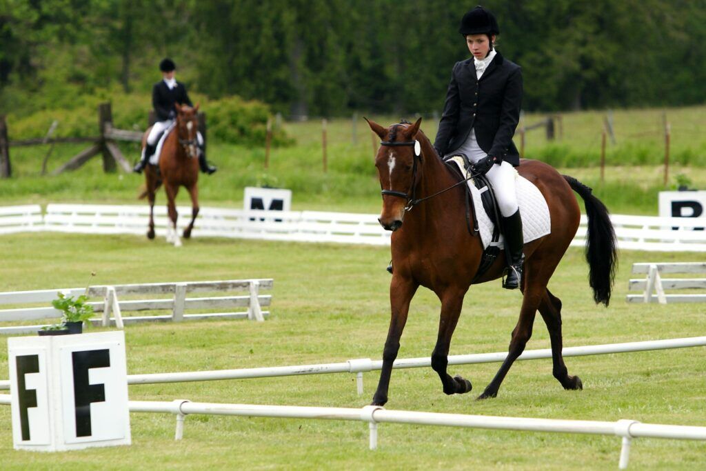 What are the levels of dressage? (With Video Examples) - Horse Rookie