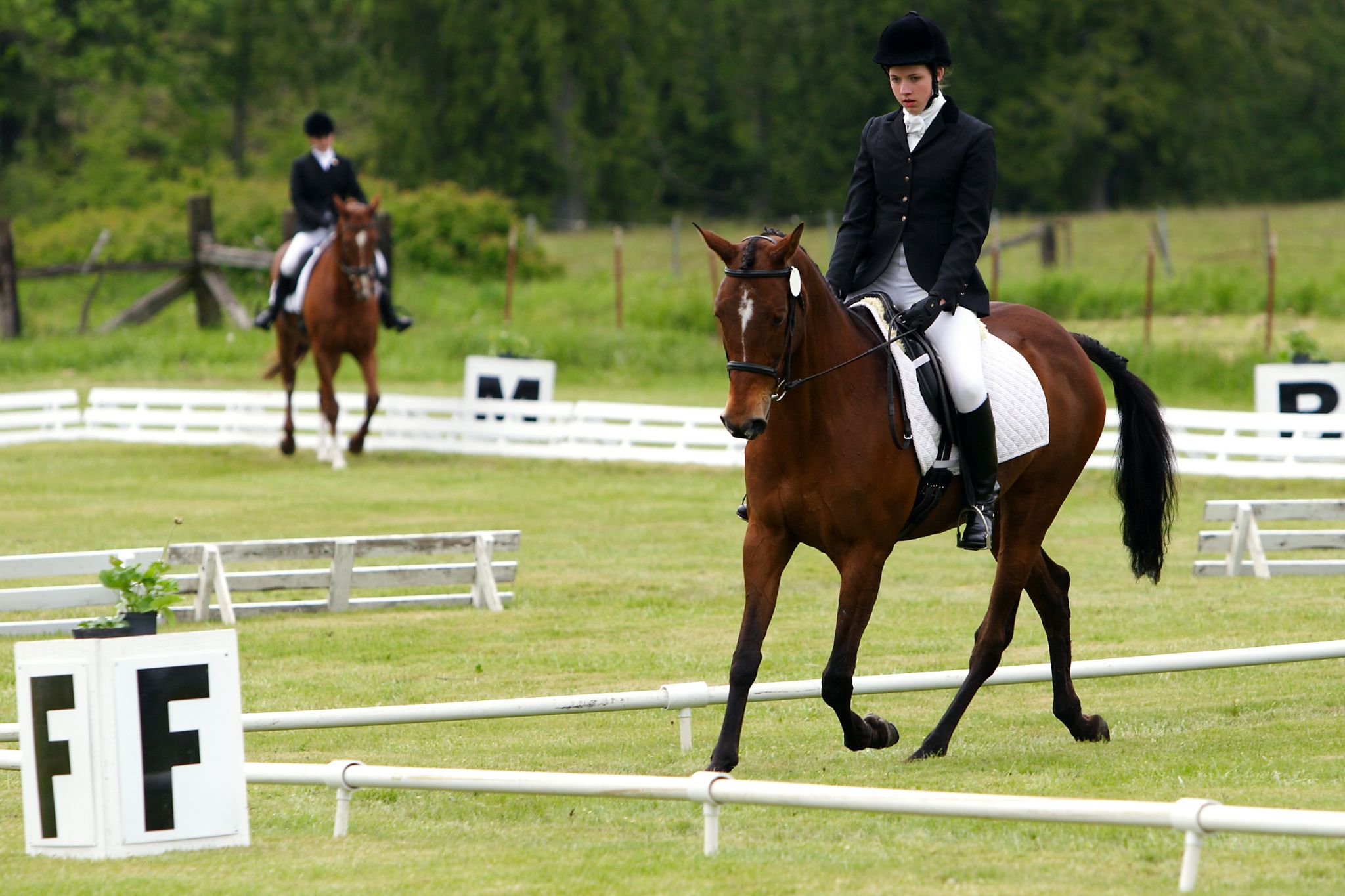 What are the levels of dressage? (With Video Examples) - Horse Rookie