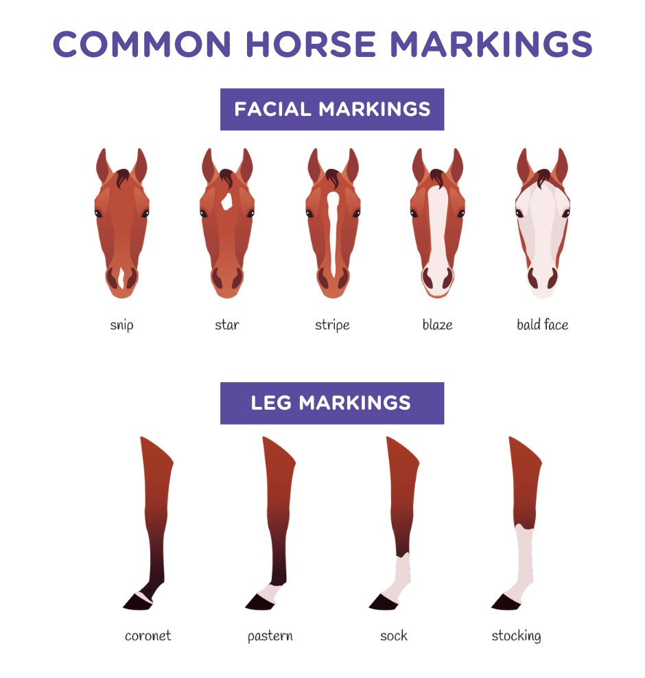 Horses 101 (Fun Facts, Breeds, Cost, Care, Riding, Etc.) - Horse Rookie